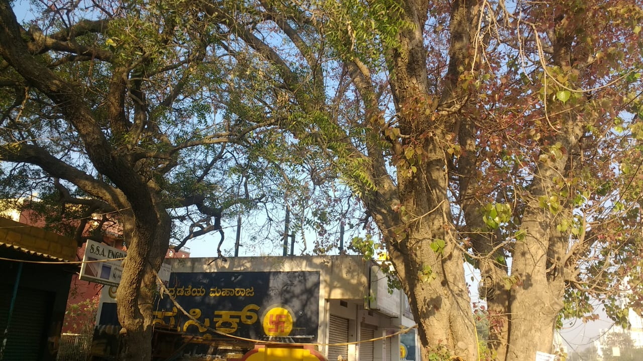 தெருவோர அரச மரம்! - பசுமை தமிழகம்